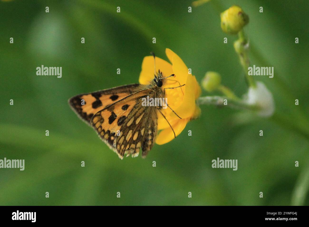 Northern Chequered Skipper (Carterocephalus silvicola Stock Photo - Alamy