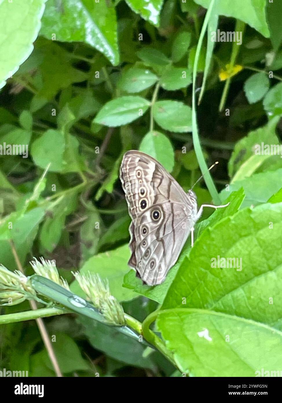 Northern Pearly-eye (Lethe anthedon Stock Photo - Alamy