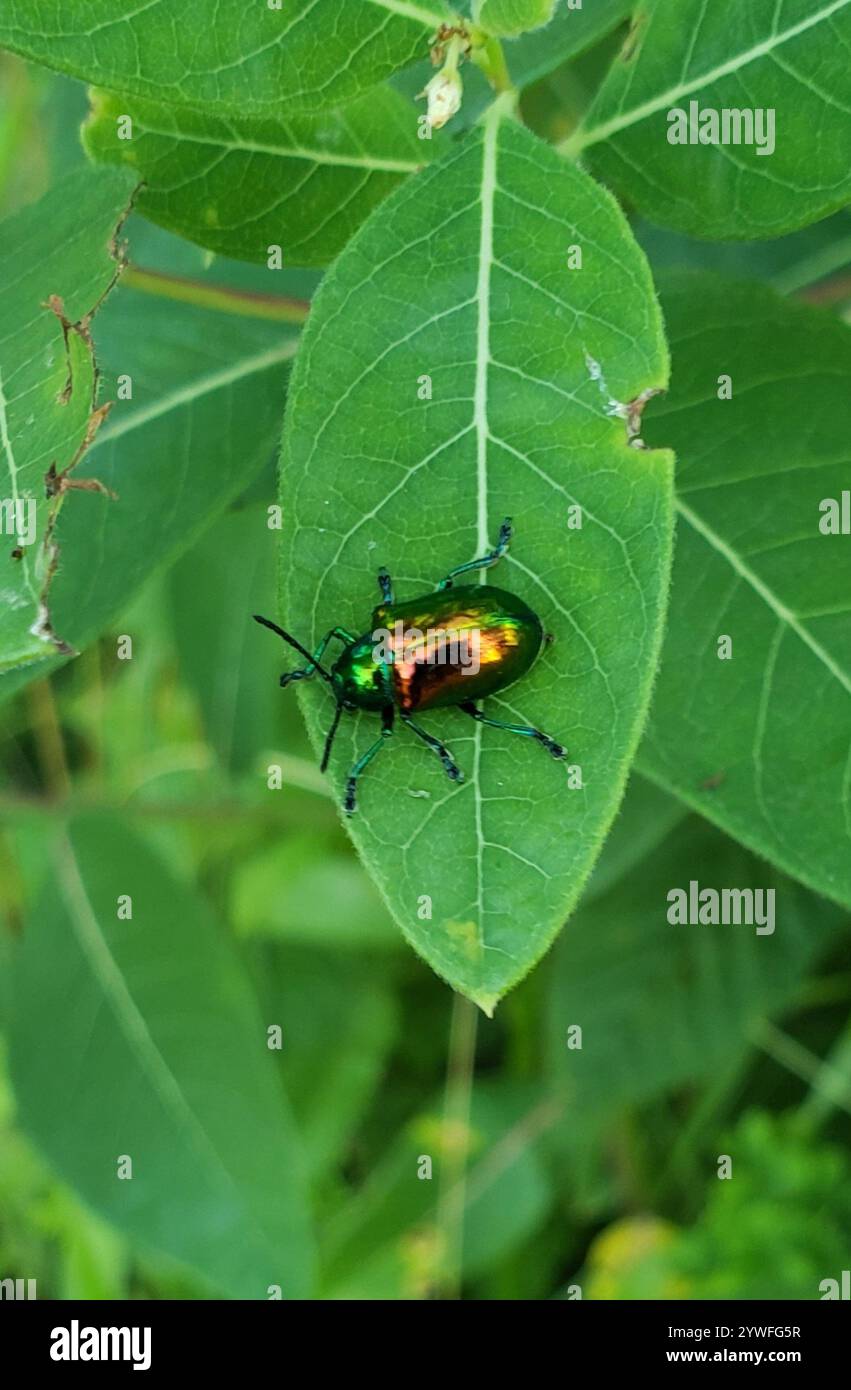 Dogbane Leaf Beetle (Chrysochus auratus Stock Photo - Alamy