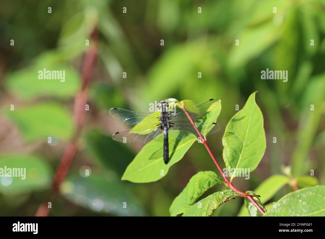 Frosted Whiteface (Leucorrhinia frigida Stock Photo - Alamy