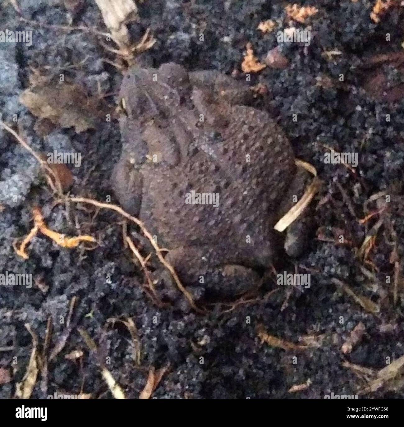 Southern Toad (Anaxyrus terrestris Stock Photo - Alamy