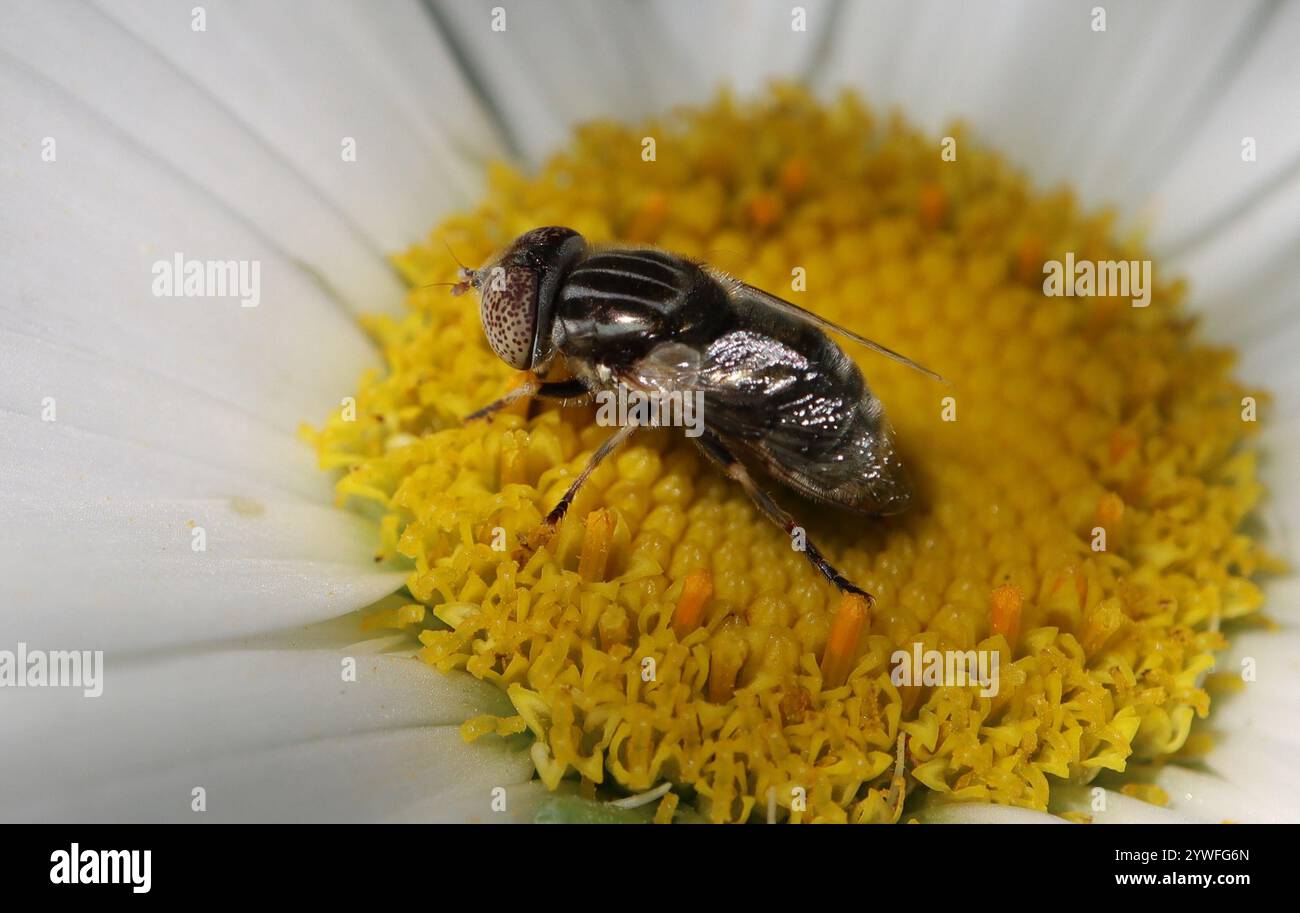 Common Lagoon Fly (Eristalinus aeneus Stock Photo - Alamy