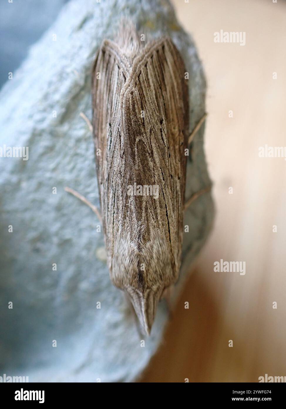 Shark Moth (Cucullia umbratica Stock Photo - Alamy