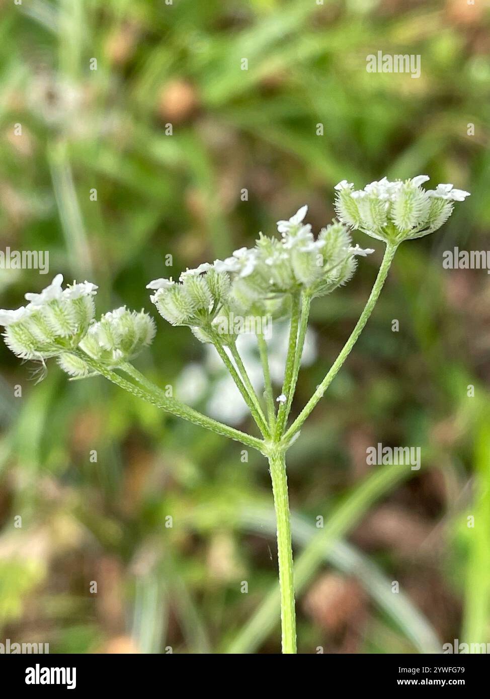 common hedge parsley (Torilis arvensis Stock Photo - Alamy