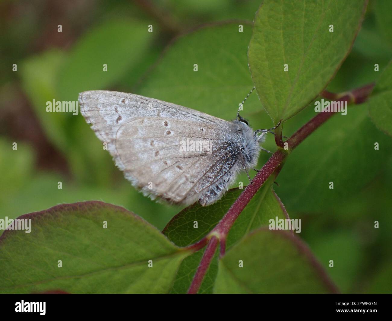 Asher's Blue (Celastrina asheri Stock Photo - Alamy