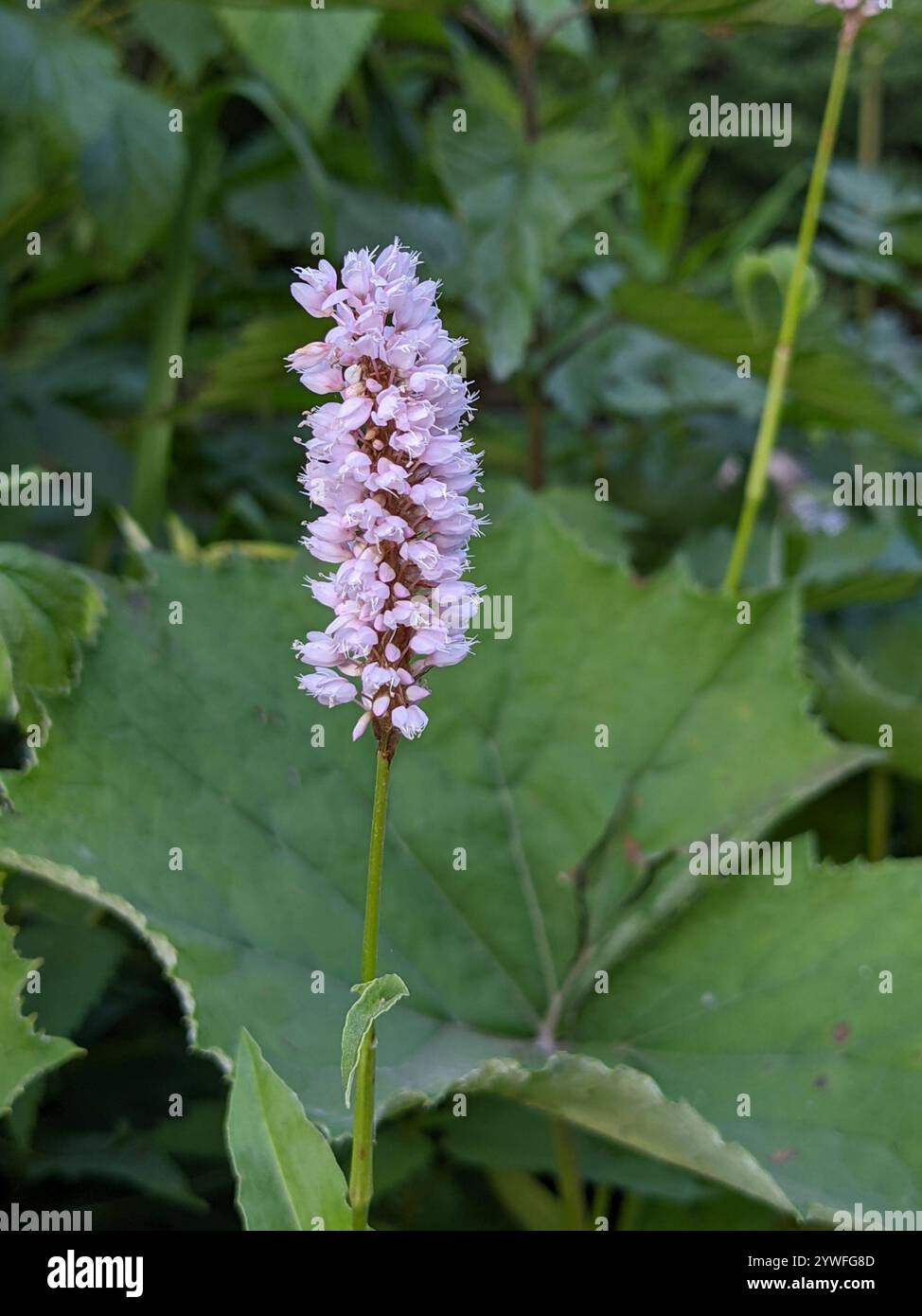 common bistort (Bistorta officinalis Stock Photo - Alamy