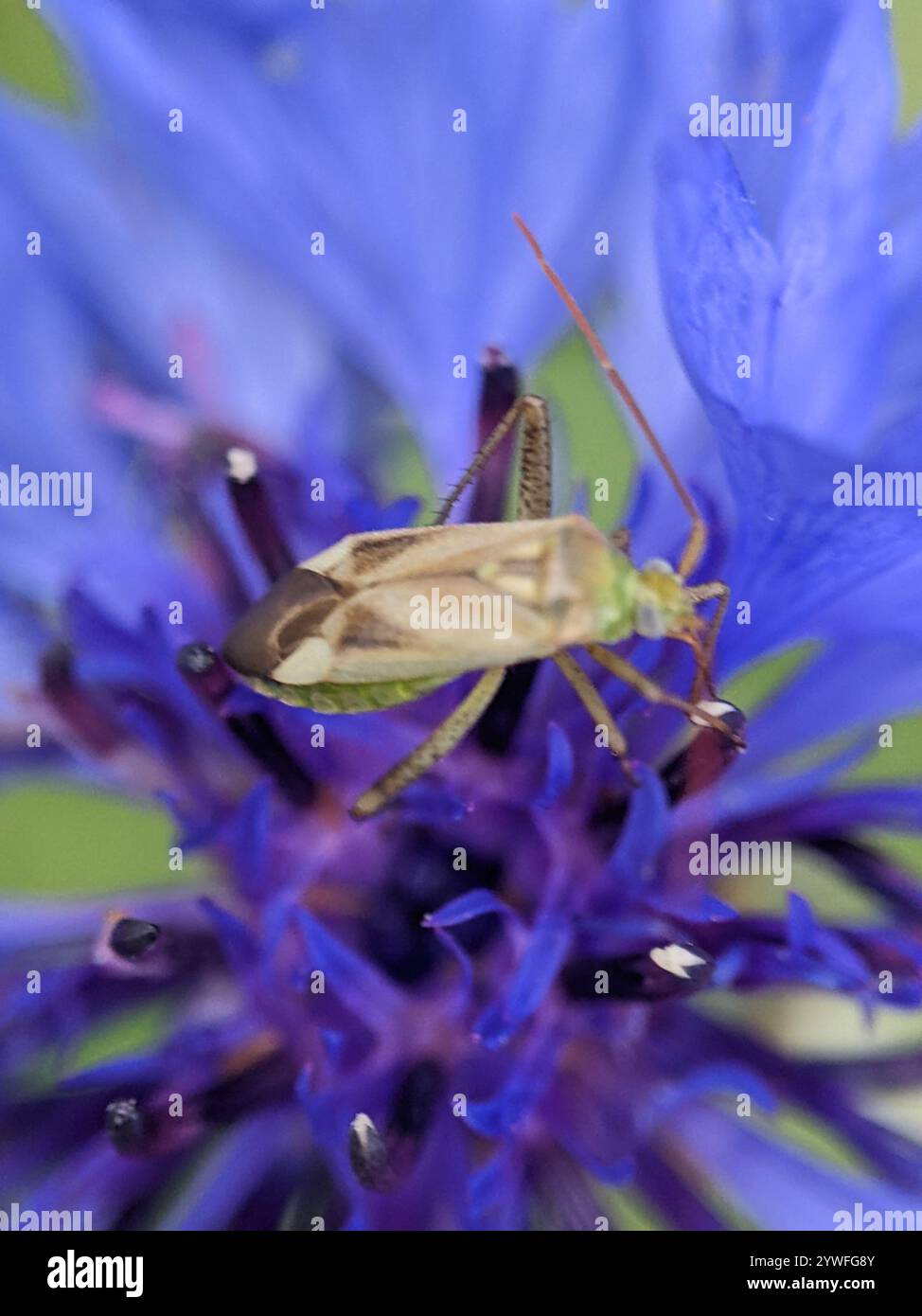 Alfalfa Plant Bug (Adelphocoris lineolatus Stock Photo - Alamy
