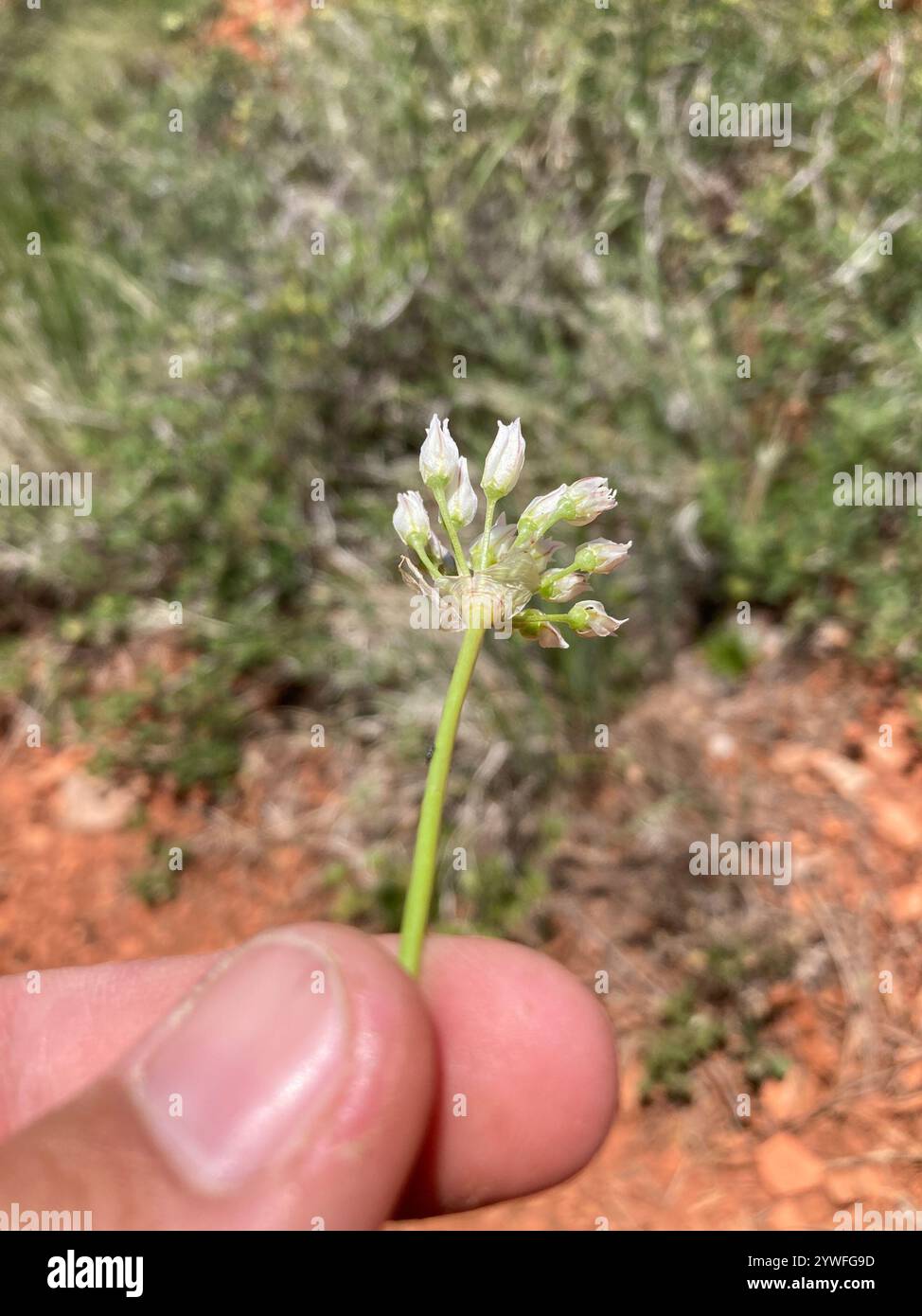 Textile onion (Allium textile Stock Photo - Alamy