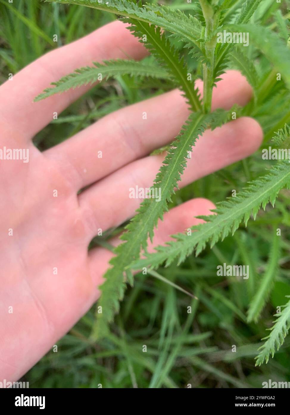 Siberian Yarrow (Achillea alpina Stock Photo - Alamy