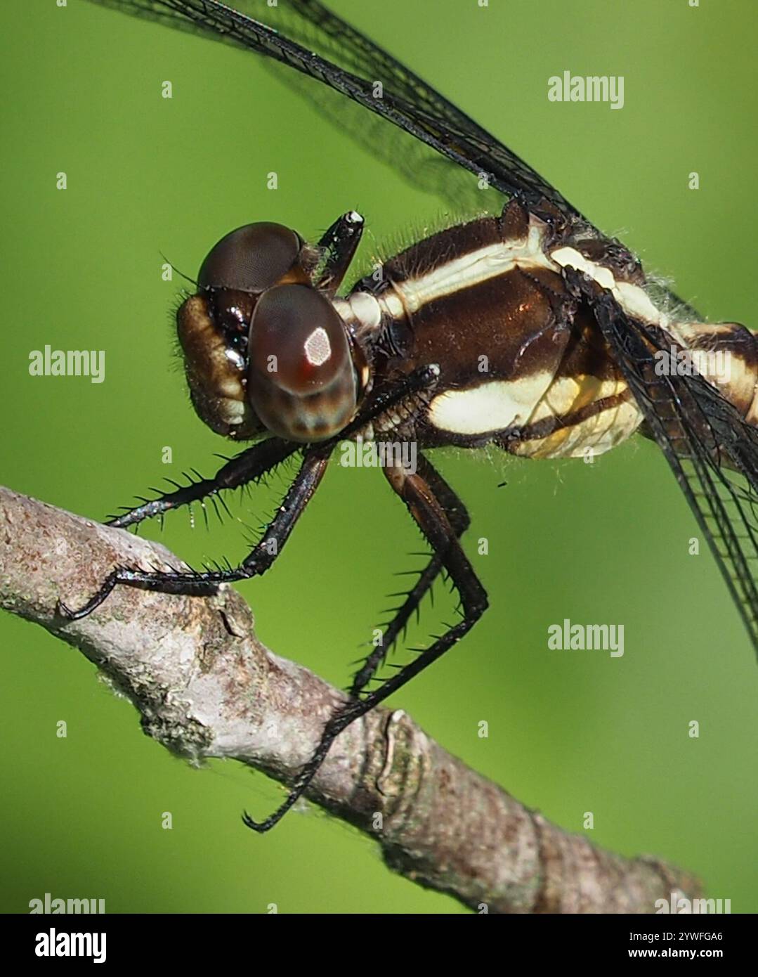 Spangled skimmer libellula cyanea hi-res stock photography and images ...