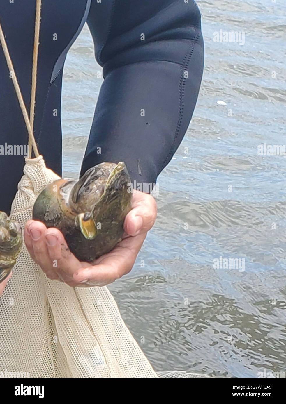 Channeled Whelk (Busycotypus canaliculatus Stock Photo - Alamy
