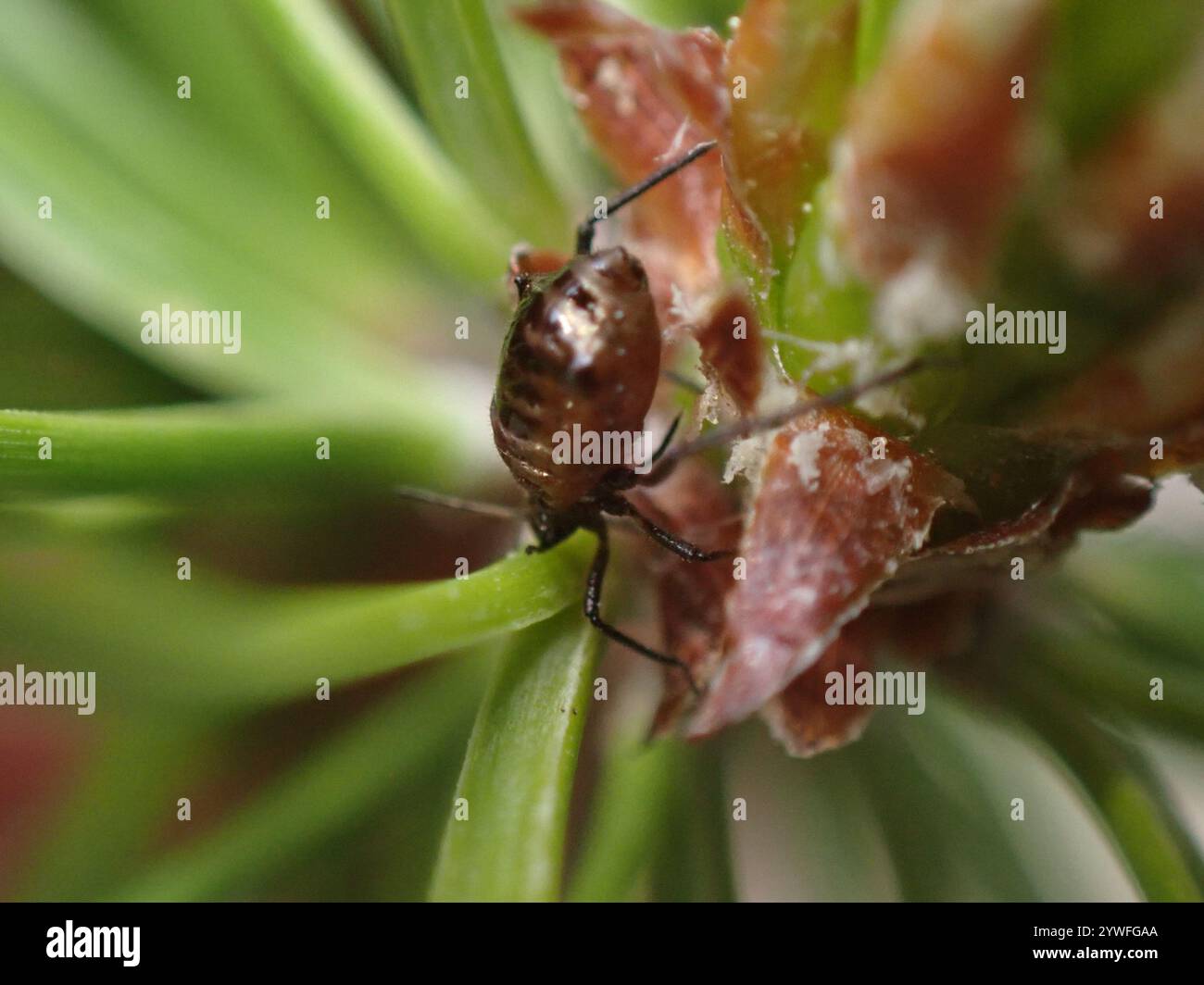 Giant Conifer Aphids (Cinara Stock Photo - Alamy