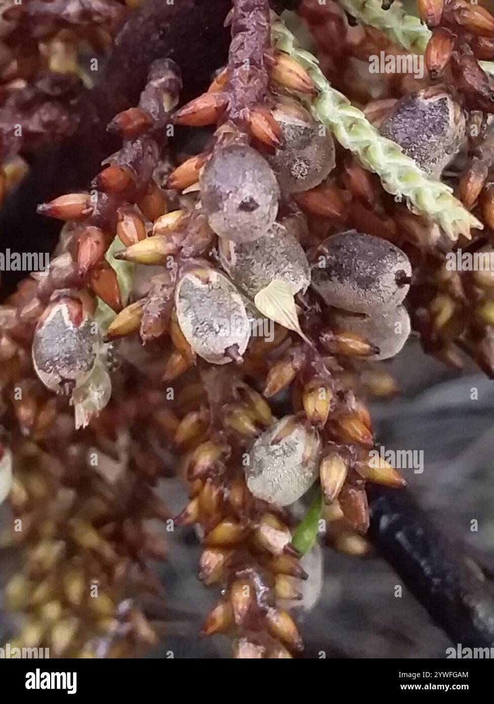 Australian native currant (Acrotriche depressa Stock Photo - Alamy