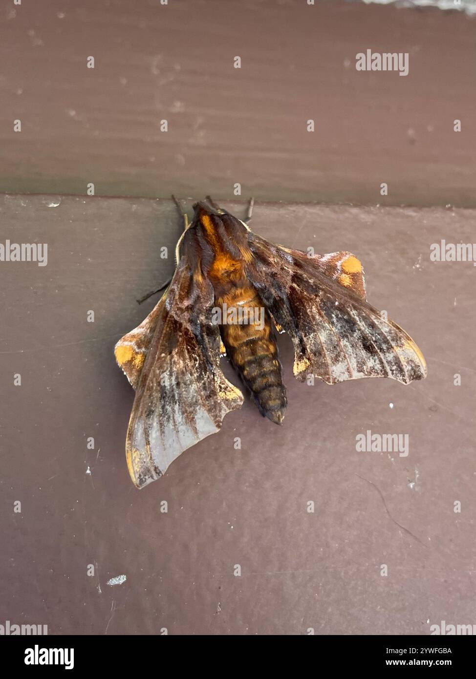 Small-eyed Sphinx (Paonias myops Stock Photo - Alamy