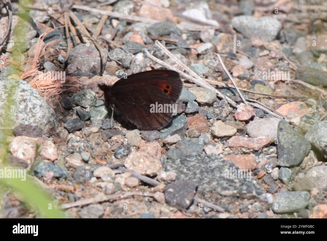 Common Alpine (Erebia epipsodea Stock Photo - Alamy