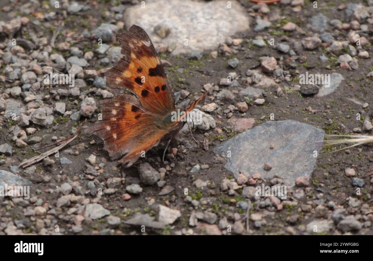 Green Comma (Polygonia faunus Stock Photo - Alamy