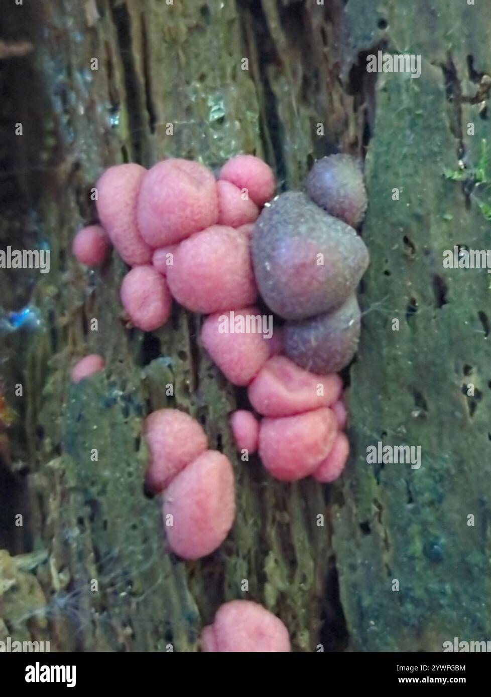 Wolf's Milk (Lycogala epidendrum Stock Photo - Alamy