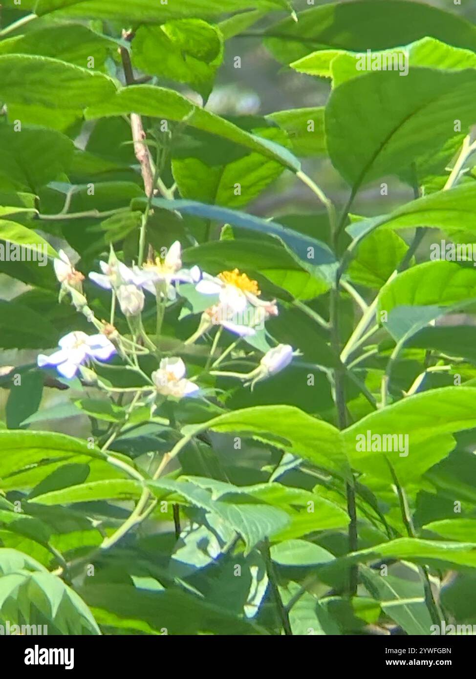 needlewood tree (Schima wallichii Stock Photo - Alamy