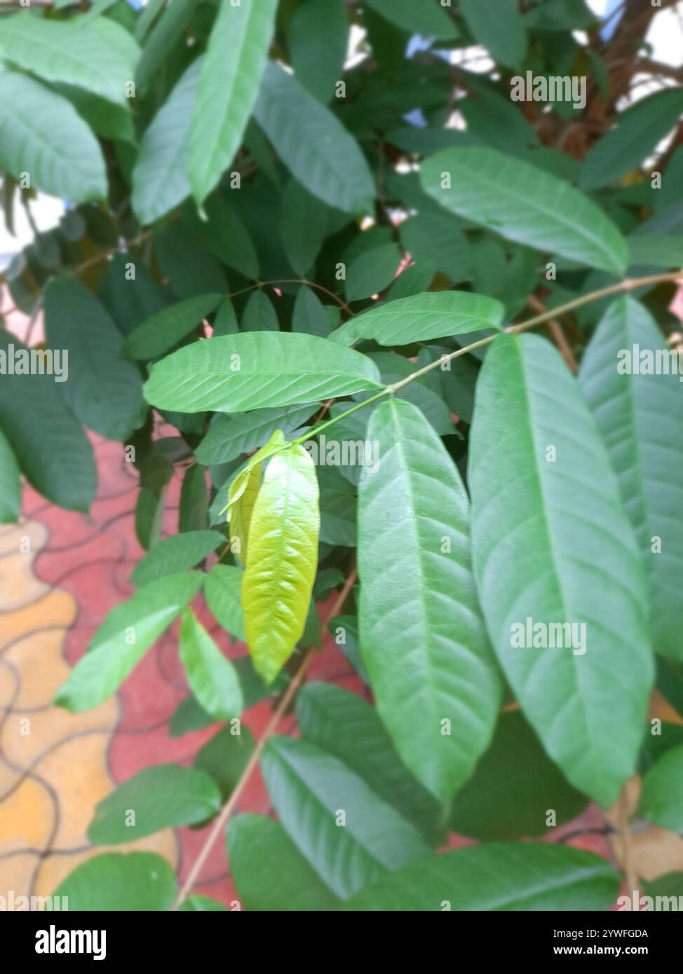 Wrightia tinctoria hi-res stock photography and images - Alamy