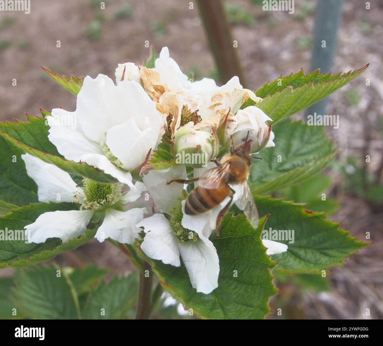 Western Honey Bee (Apis mellifera Stock Photo - Alamy