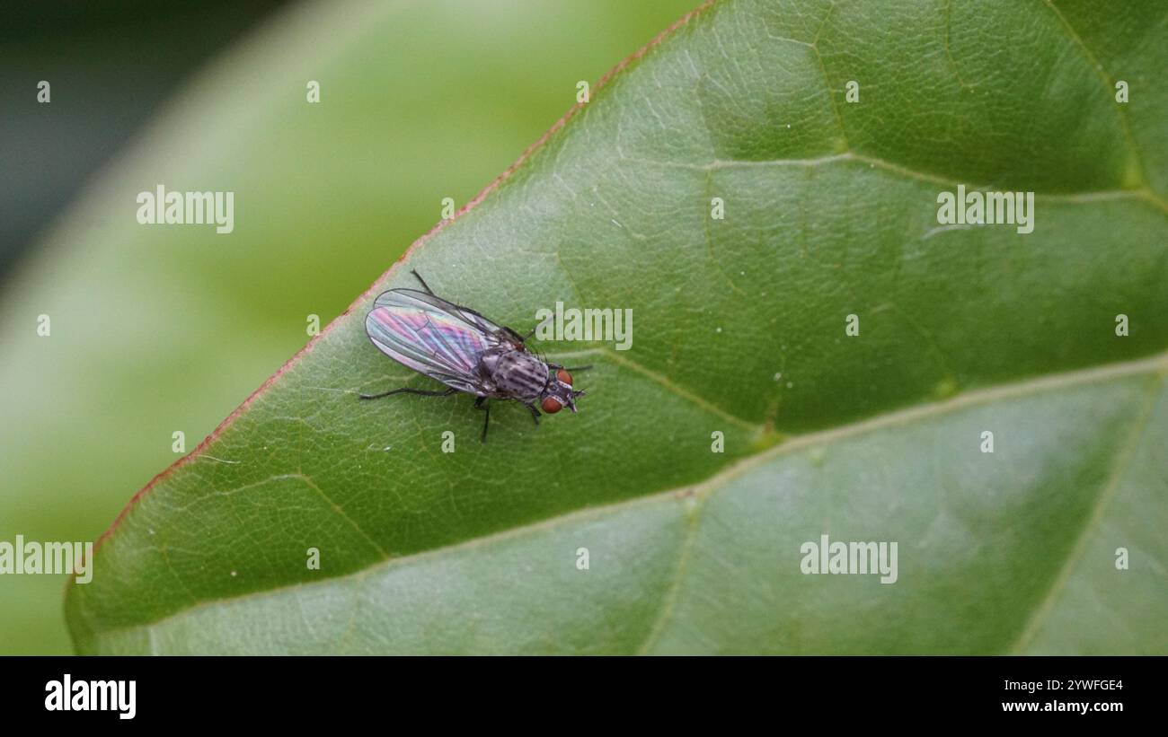 Muscoid flies hi-res stock photography and images - Alamy