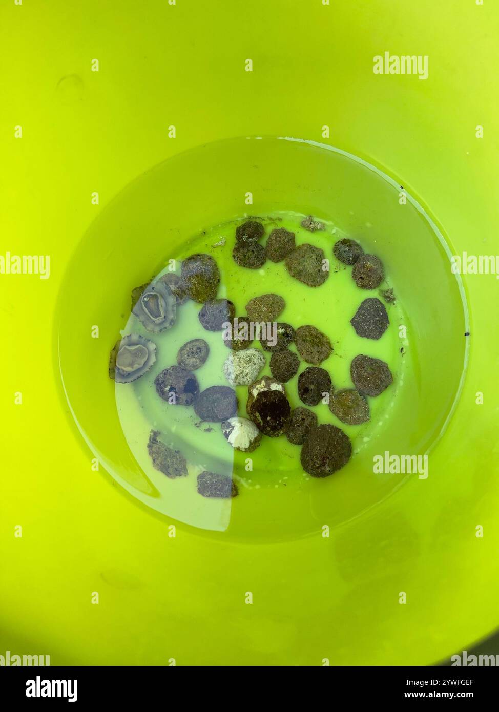 True limpets hi-res stock photography and images - Alamy