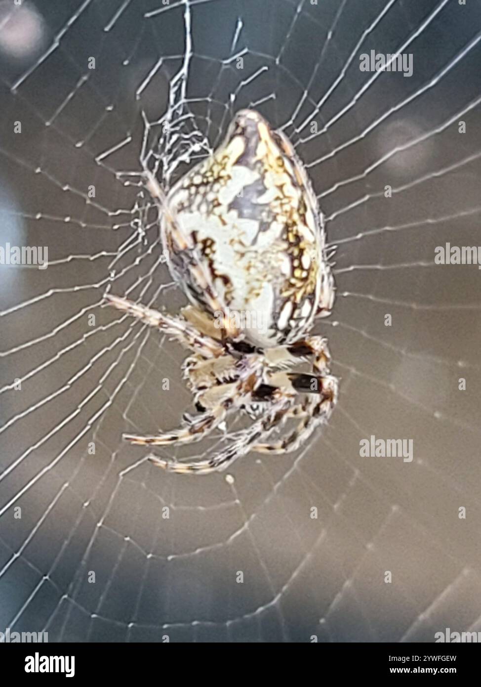 Conical Trashline Orbweaver (Cyclosa conica Stock Photo - Alamy