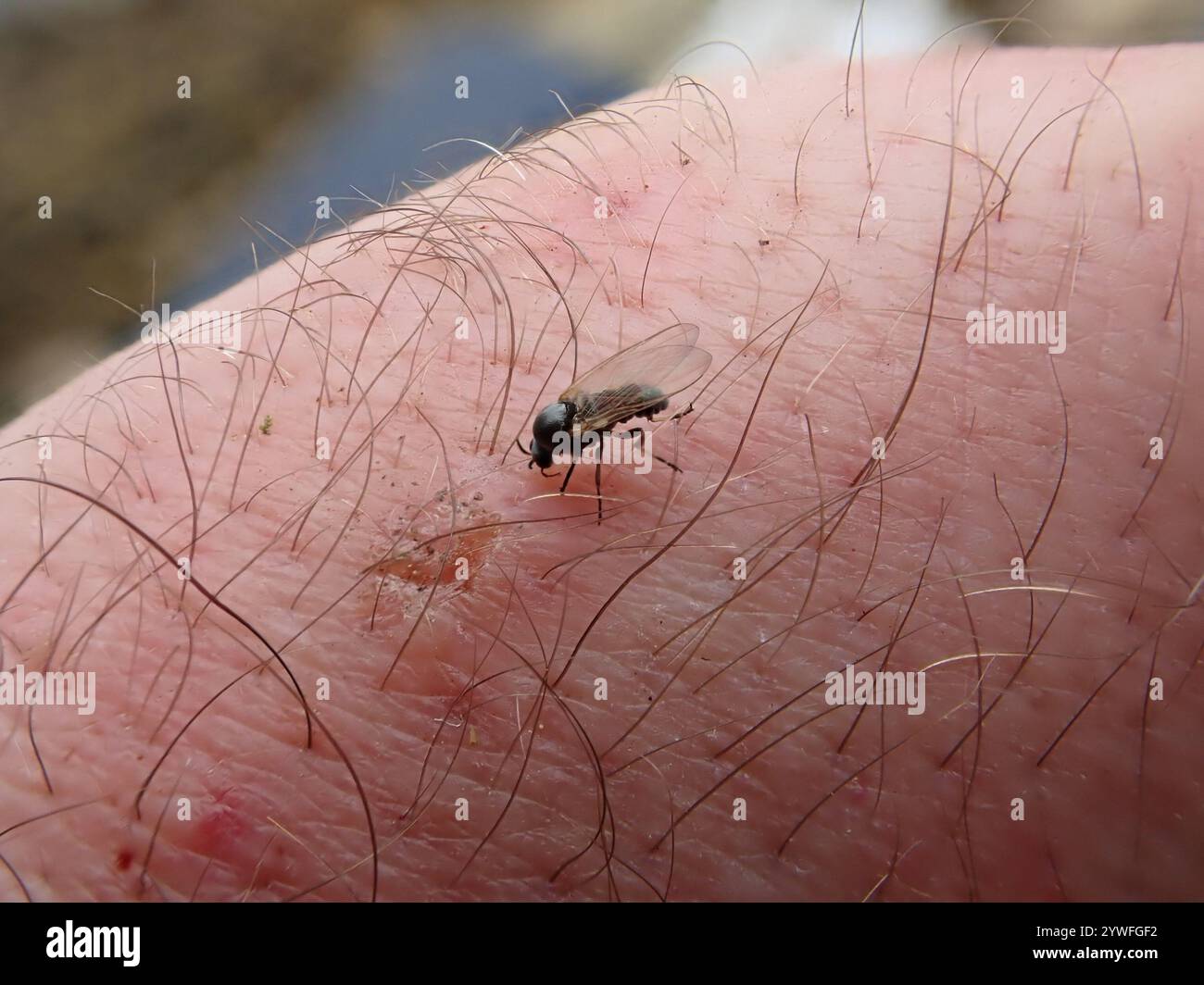 Black Flies (Simuliidae Stock Photo - Alamy