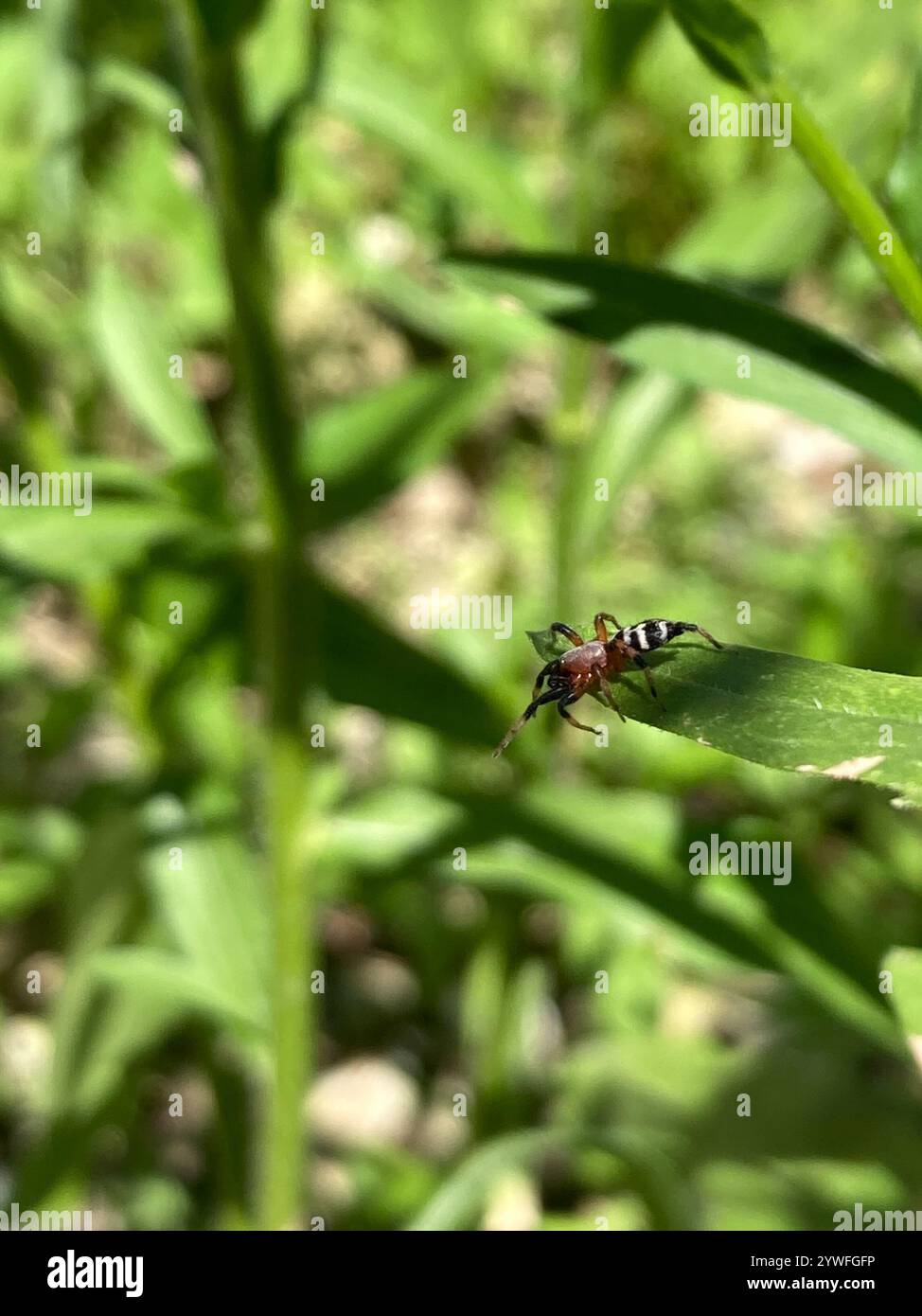 Variegated Ground Spider (Sergiolus capulatus Stock Photo - Alamy