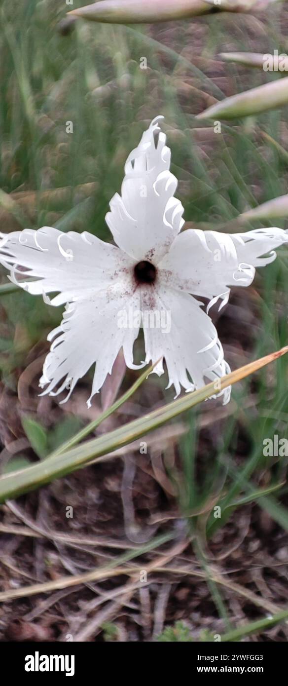 Dianthus acicularis hi-res stock photography and images - Alamy