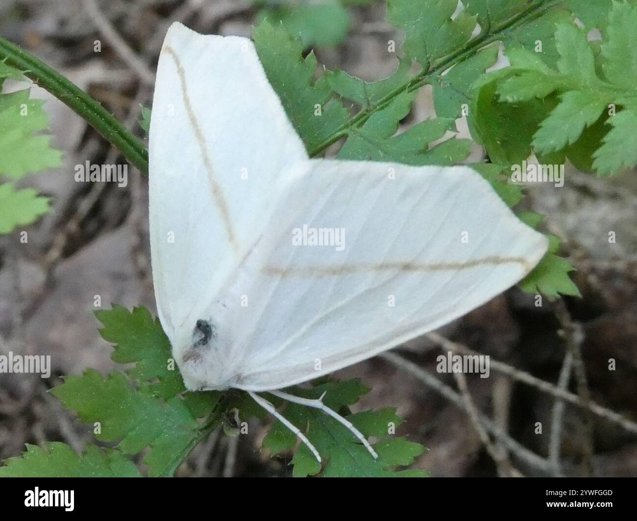 White Slant-line (Tetracis cachexiata Stock Photo - Alamy