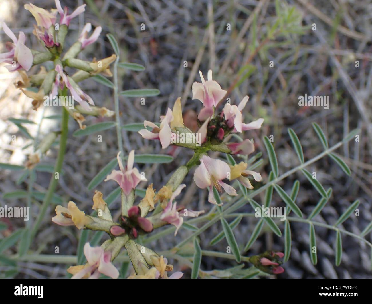 Woody-pod Milkvetch (Astragalus sclerocarpus Stock Photo - Alamy