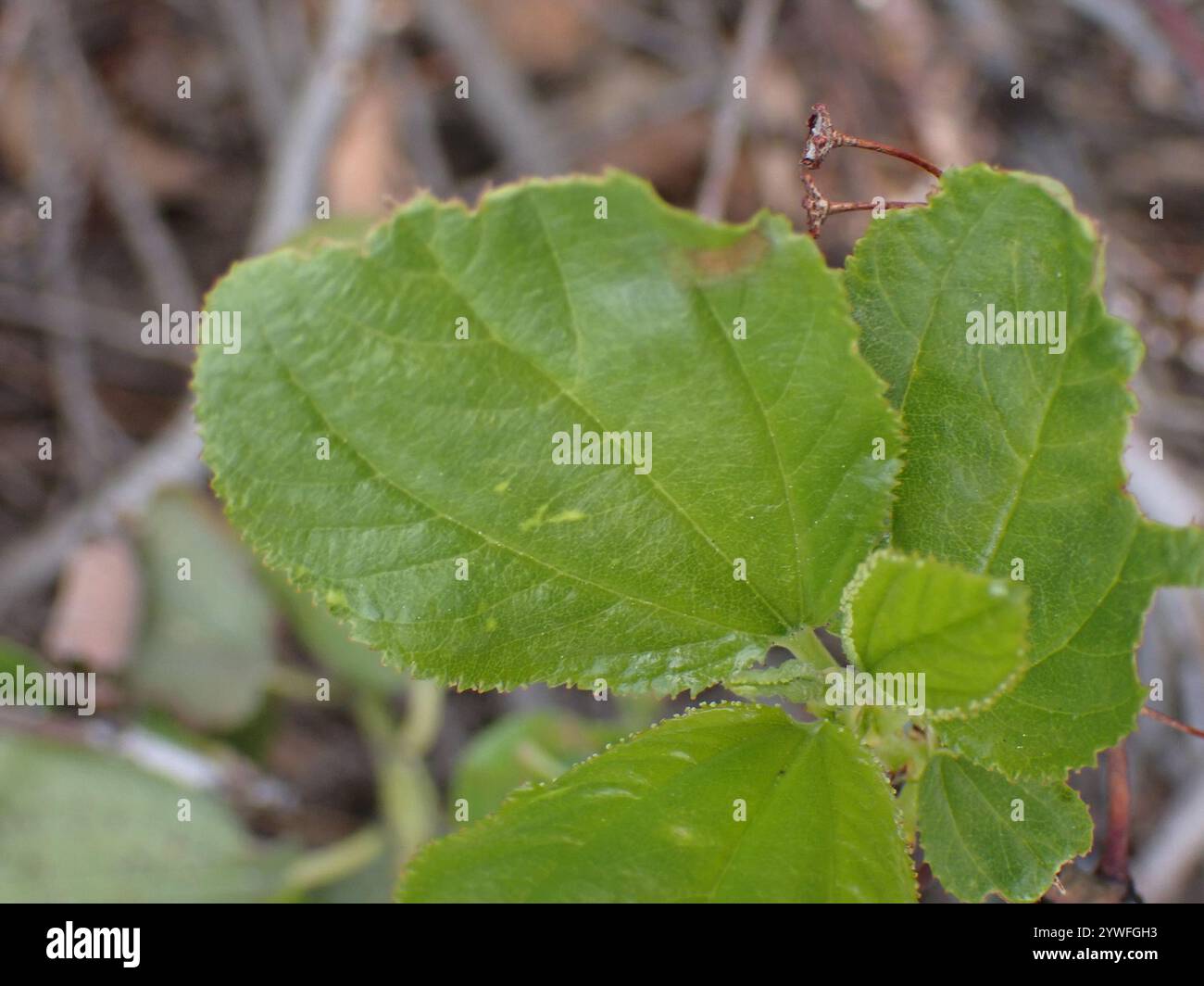 Snowbrush Ceanothus (Ceanothus velutinus Stock Photo - Alamy
