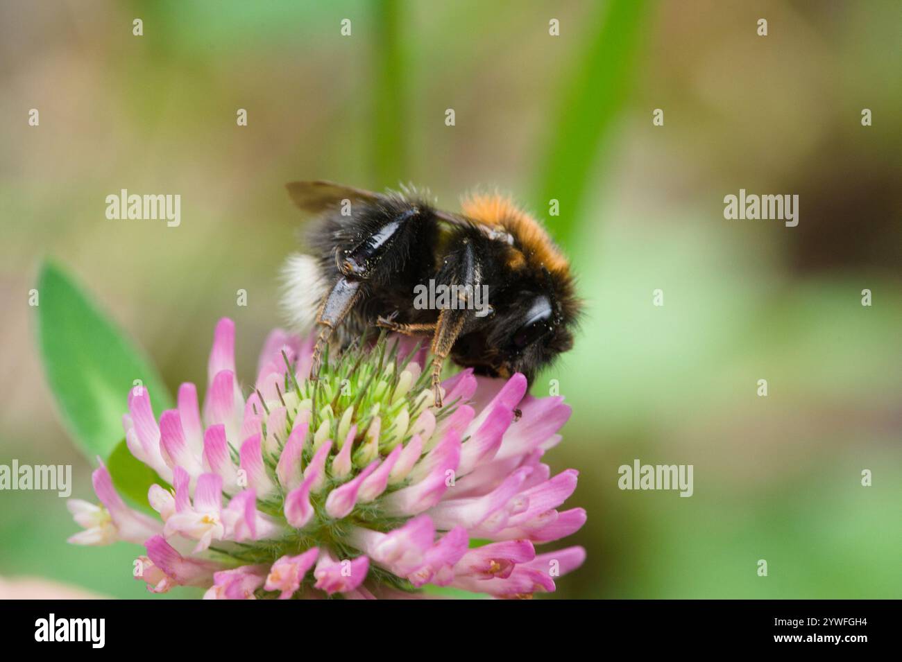 Tree Bumble Bee (Bombus hypnorum Stock Photo - Alamy