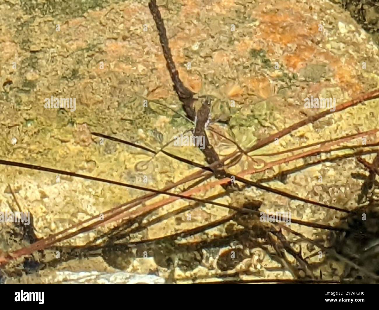 North American Common Water Strider (Aquarius remigis Stock Photo - Alamy
