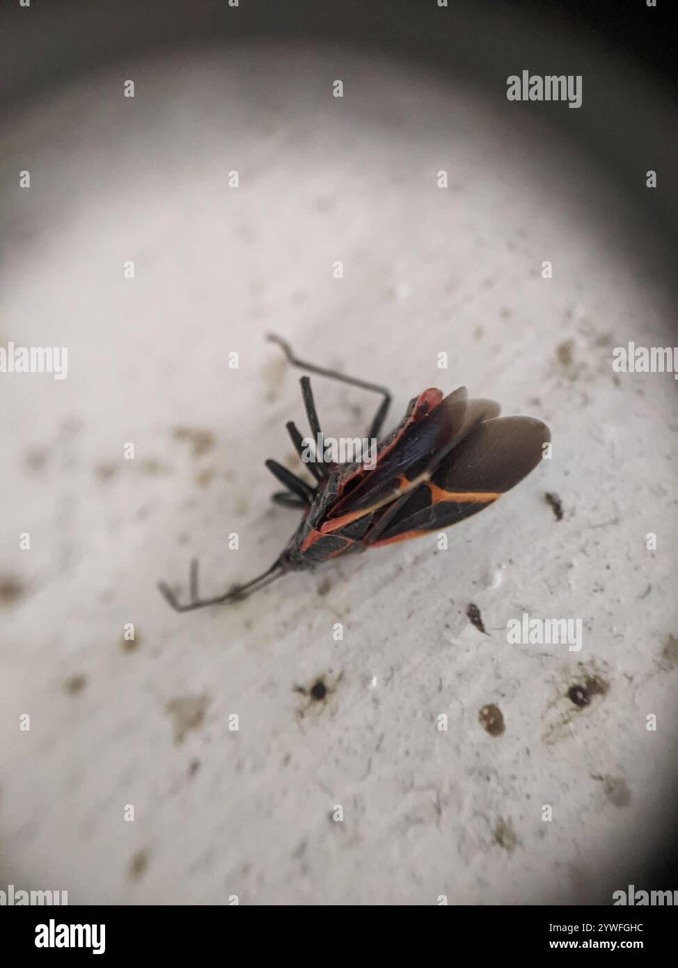 Eastern Boxelder Bug (Boisea trivittata Stock Photo - Alamy