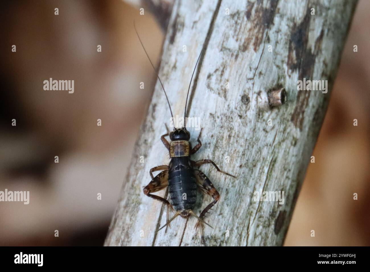 Wood Cricket (Nemobius sylvestris Stock Photo - Alamy