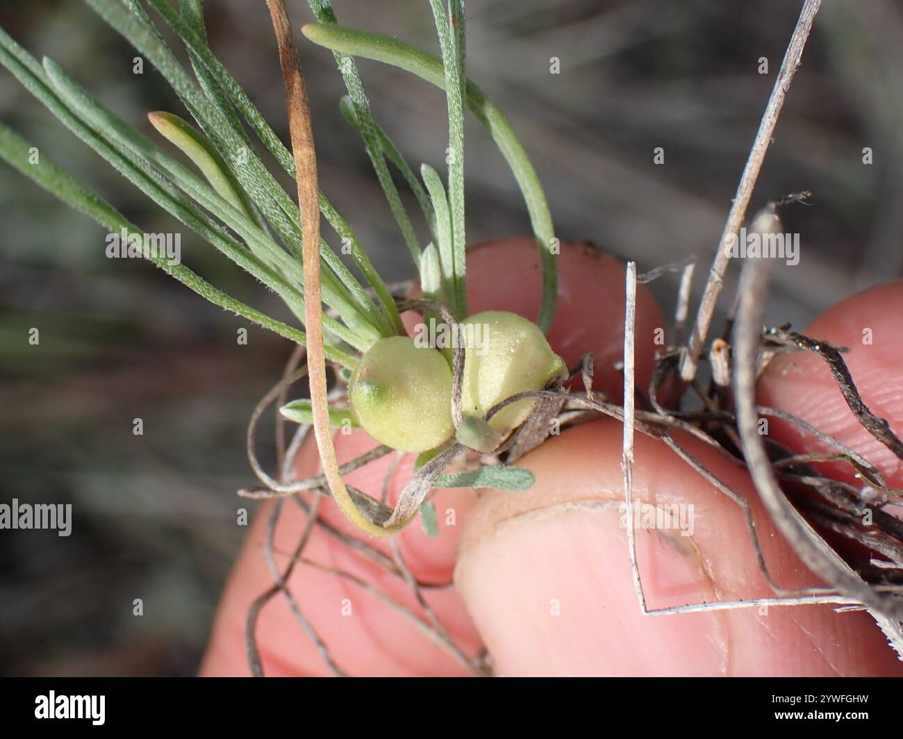 Desert Yellow Fleabane (Erigeron linearis Stock Photo - Alamy