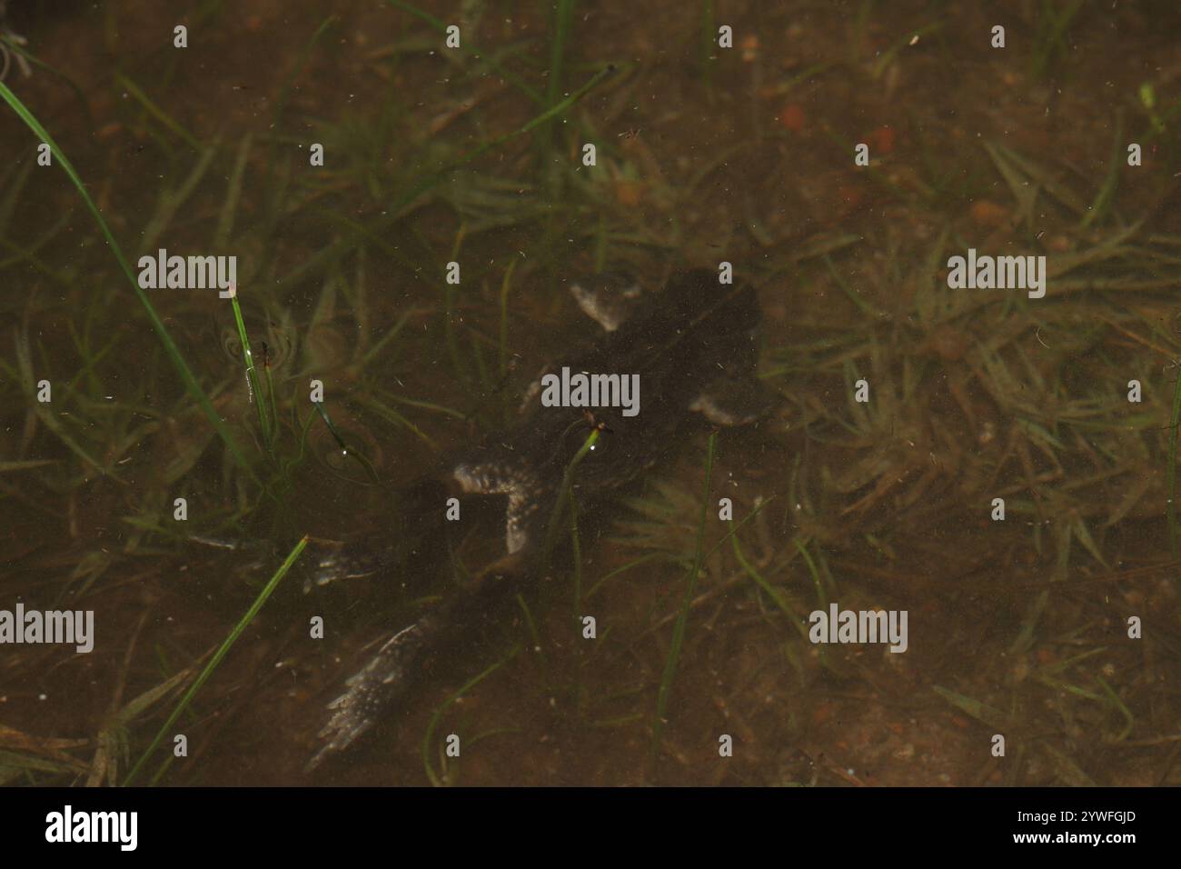 Sand Toad (Vandijkophrynus angusticeps Stock Photo - Alamy