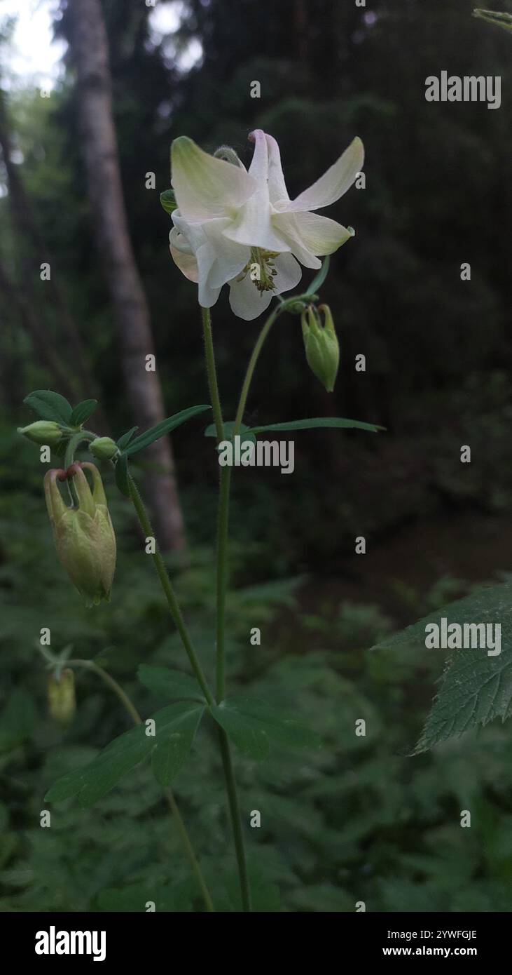 common columbine (Aquilegia vulgaris Stock Photo - Alamy