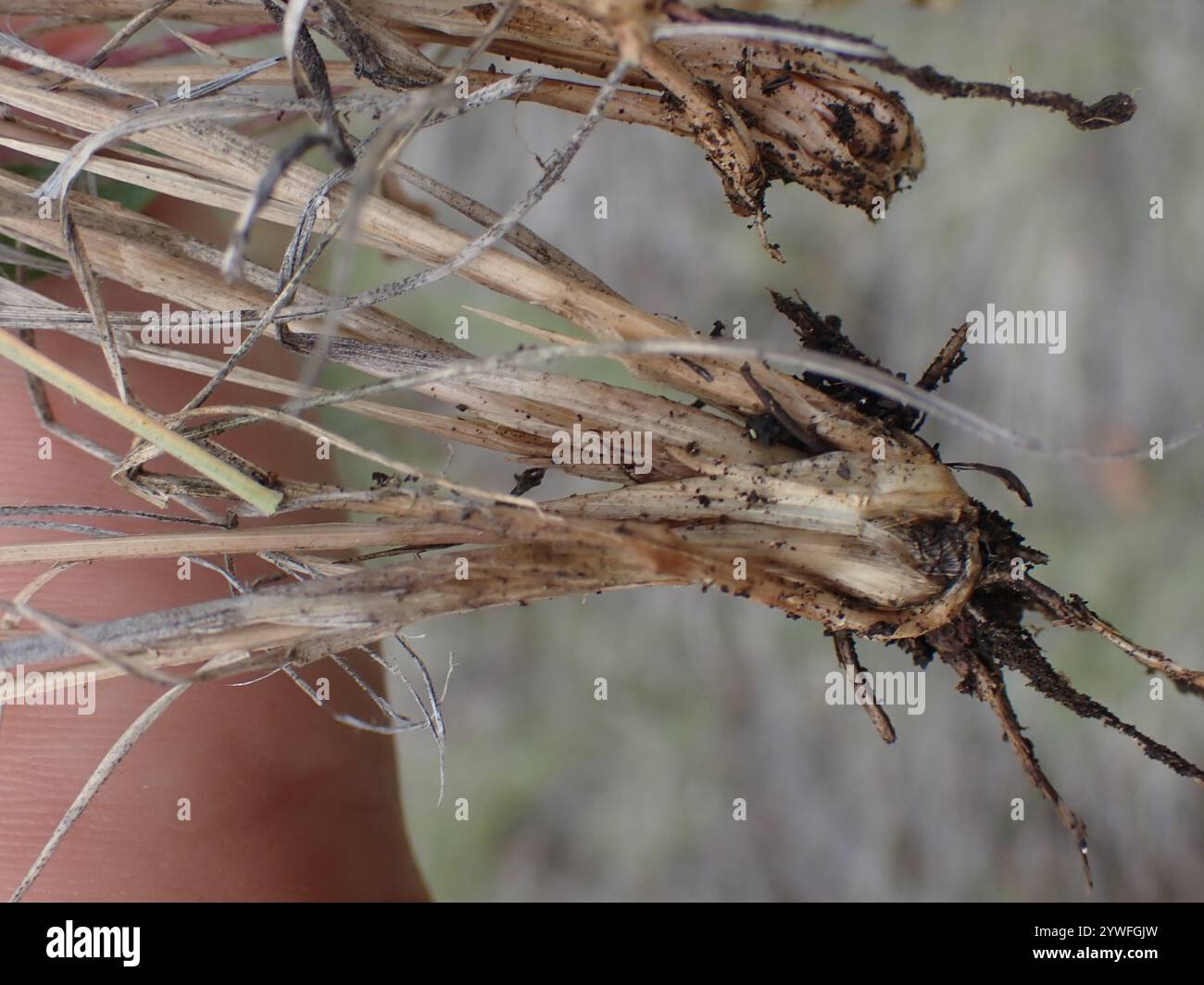 Fescues hi-res stock photography and images - Alamy