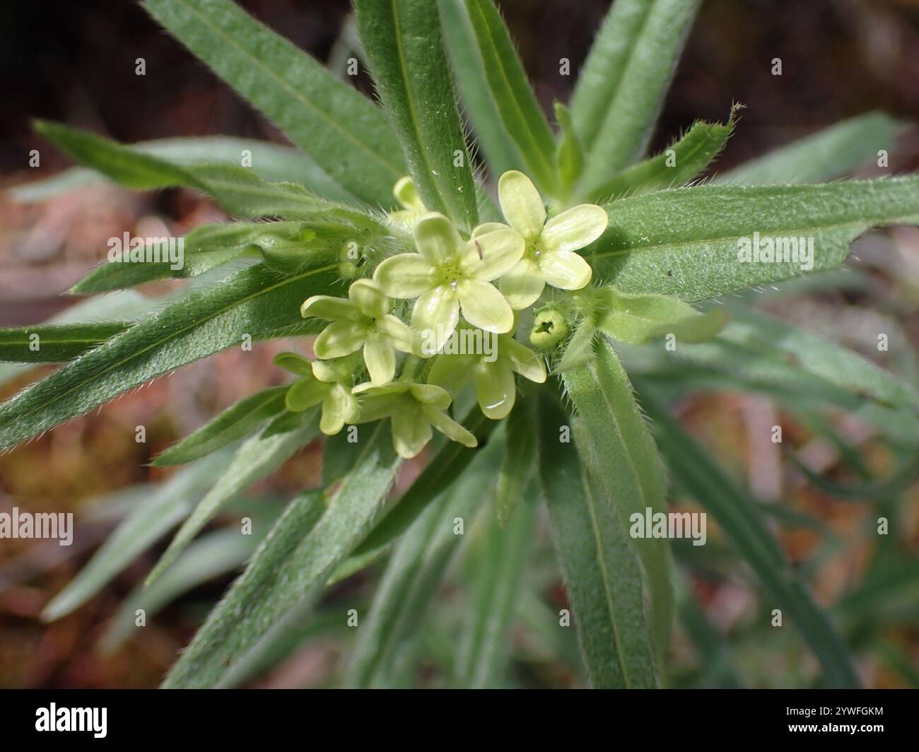 western stoneseed (Lithospermum ruderale Stock Photo - Alamy