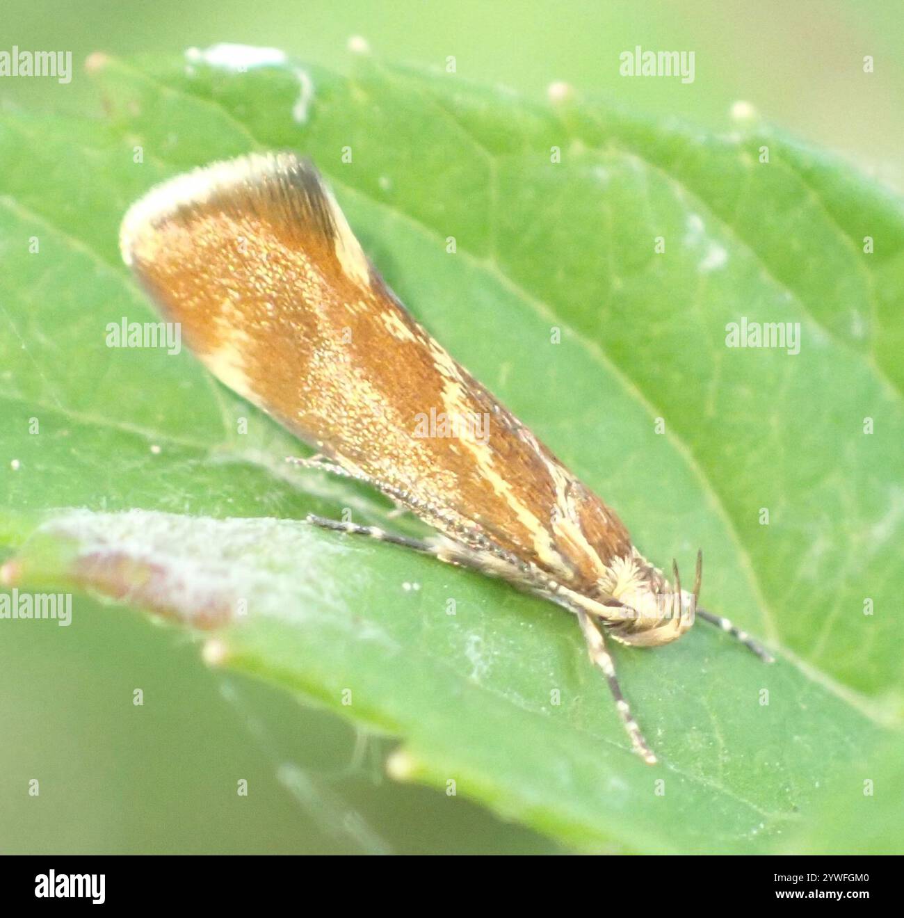 Italian Tubic (Metalampra italica Stock Photo - Alamy