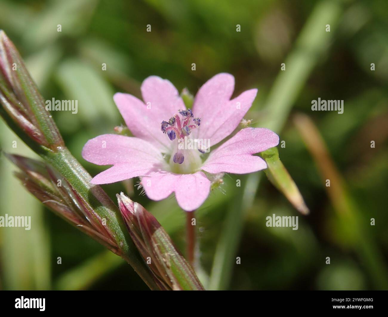 Round-leaved Crane's-bill (Geranium rotundifolium Stock Photo - Alamy