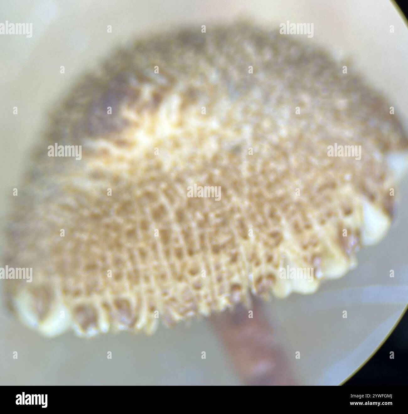 Fiber Caps (Inocybe Stock Photo - Alamy