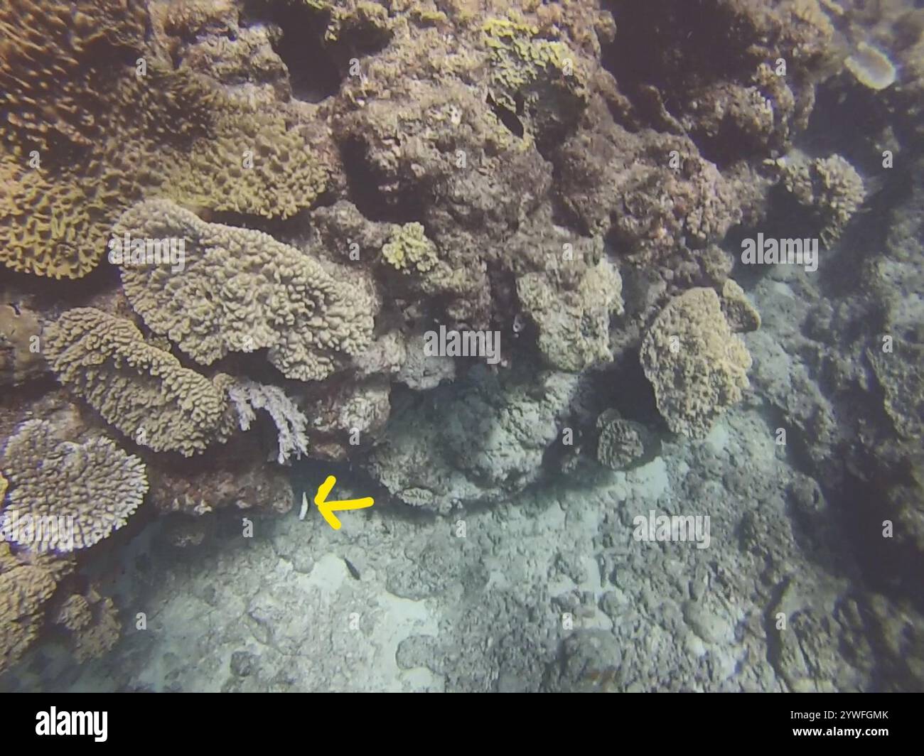 Ray-finned Fishes (Actinopterygii Stock Photo - Alamy