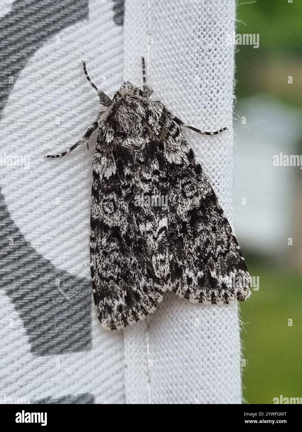 Knot Grass Moth (Acronicta rumicis Stock Photo - Alamy