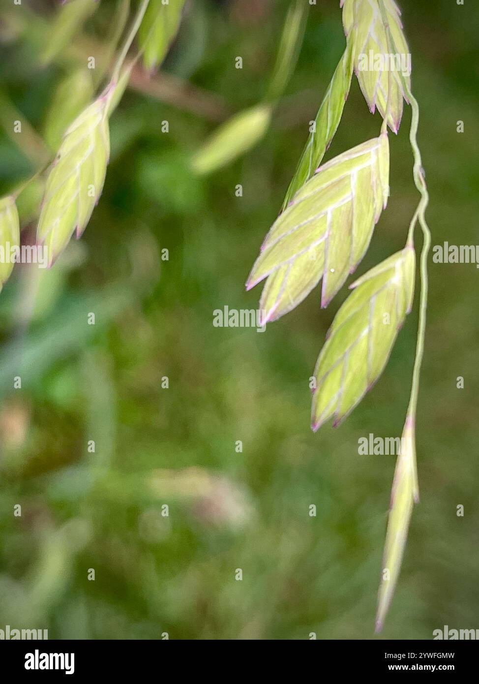 inland wood oats (Chasmanthium latifolium Stock Photo - Alamy