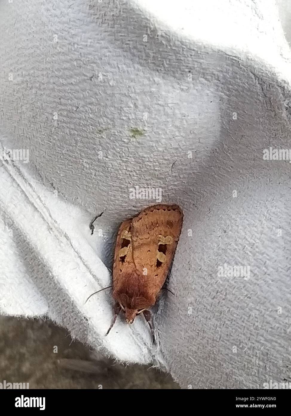 Diarsia mendica diarsia mendica hi-res stock photography and images - Alamy