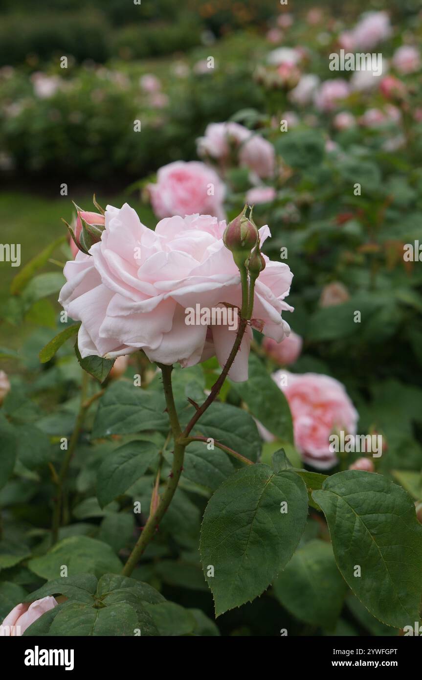 Lush color palette hi-res stock photography and images - Alamy